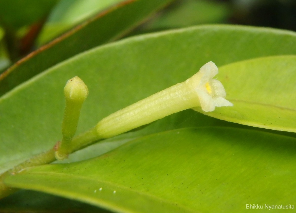 Flora of Sri Lanka