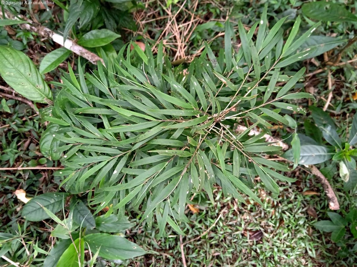 Flora of Sri Lanka