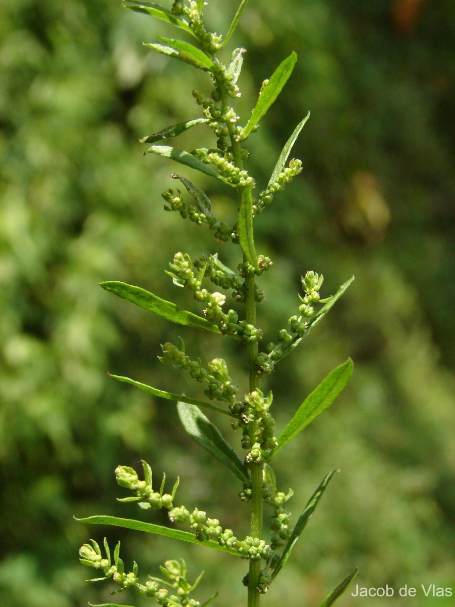 Flora of Sri Lanka