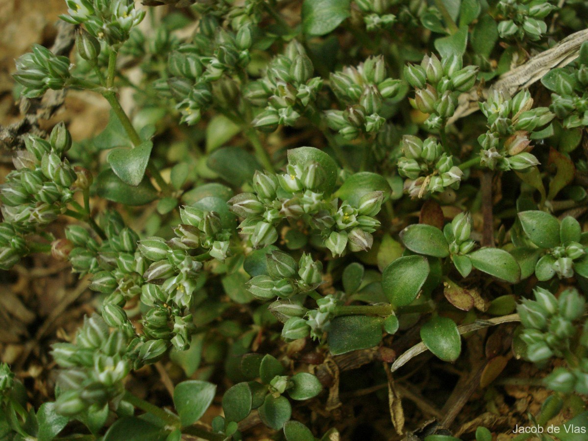 Flora of Sri Lanka