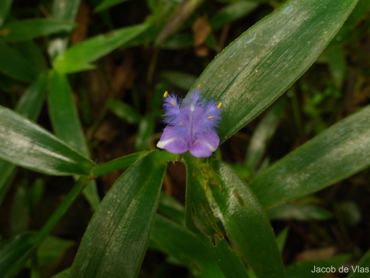 Flora of Sri Lanka
