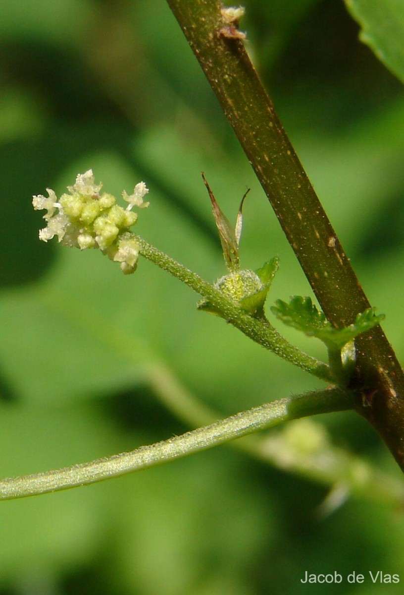 Flora of Sri Lanka