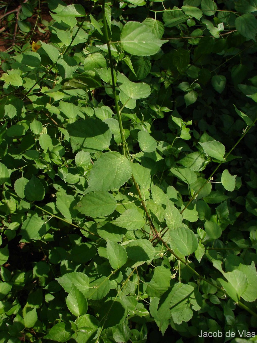 Flora of Sri Lanka