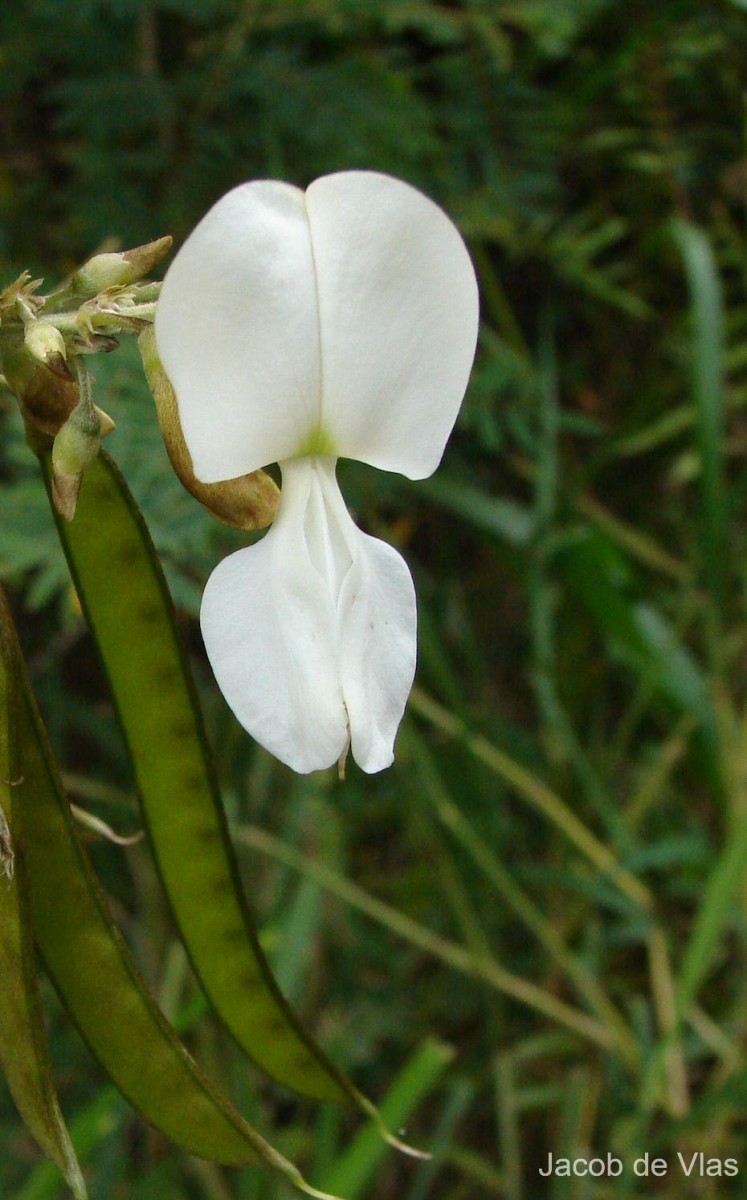 Flora of Sri Lanka