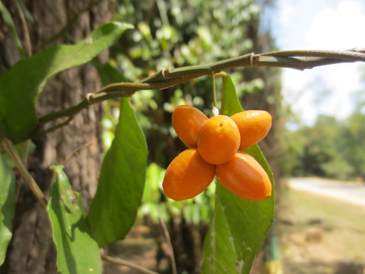 Flora of Sri Lanka