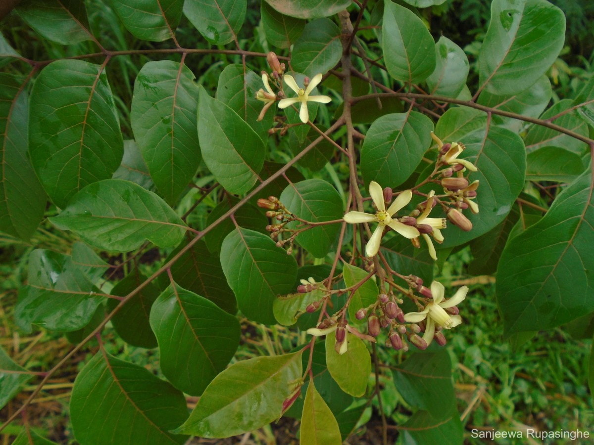 Flora of Sri Lanka