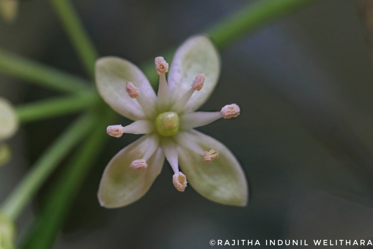 Flora of Sri Lanka