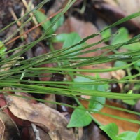 Flora of Sri Lanka