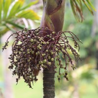 Flora of Sri Lanka