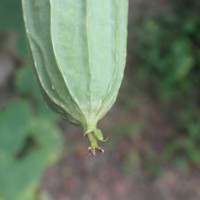 Flora of Sri Lanka