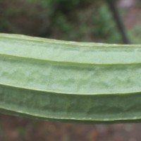 Flora of Sri Lanka
