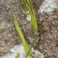 Flora of Sri Lanka